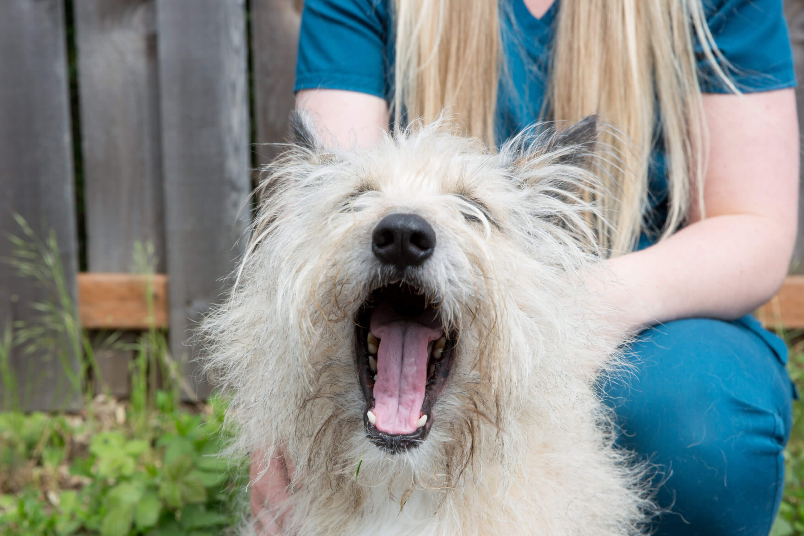 Preventative Pet Health - Catlett Animal Hospital