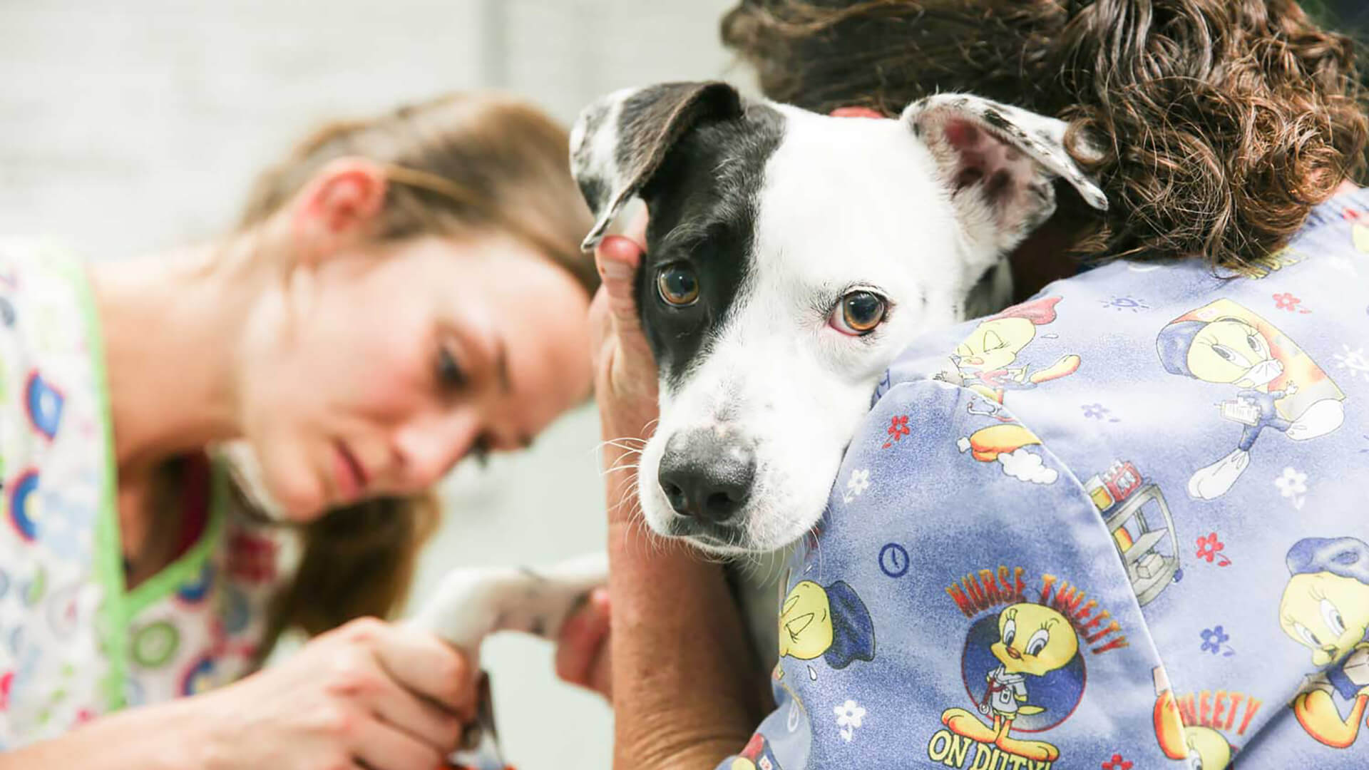 About Our Veterinarian Clinic - Catlett Animal Hospital