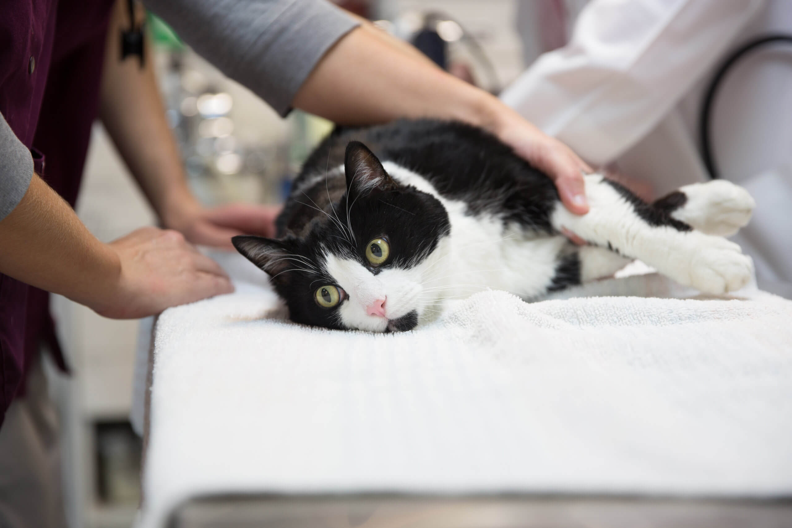 Small Animal Team | Catlett Animal Hospital