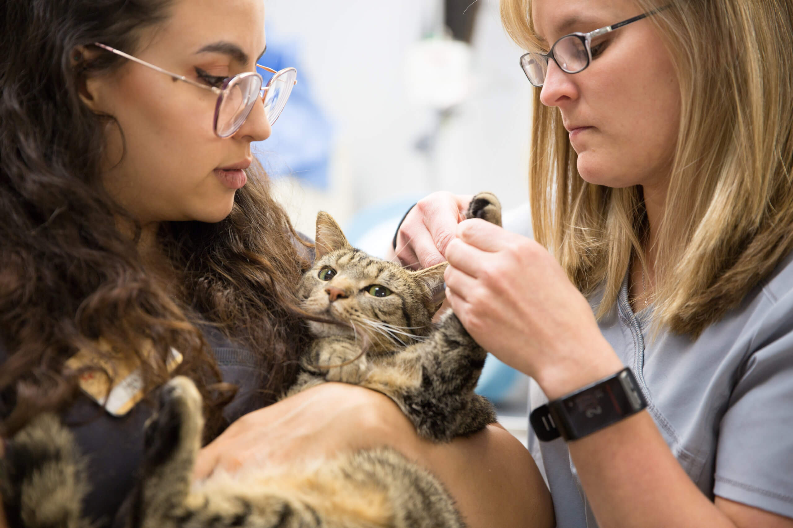 Catlett Blog | Catlett Animal Hospital